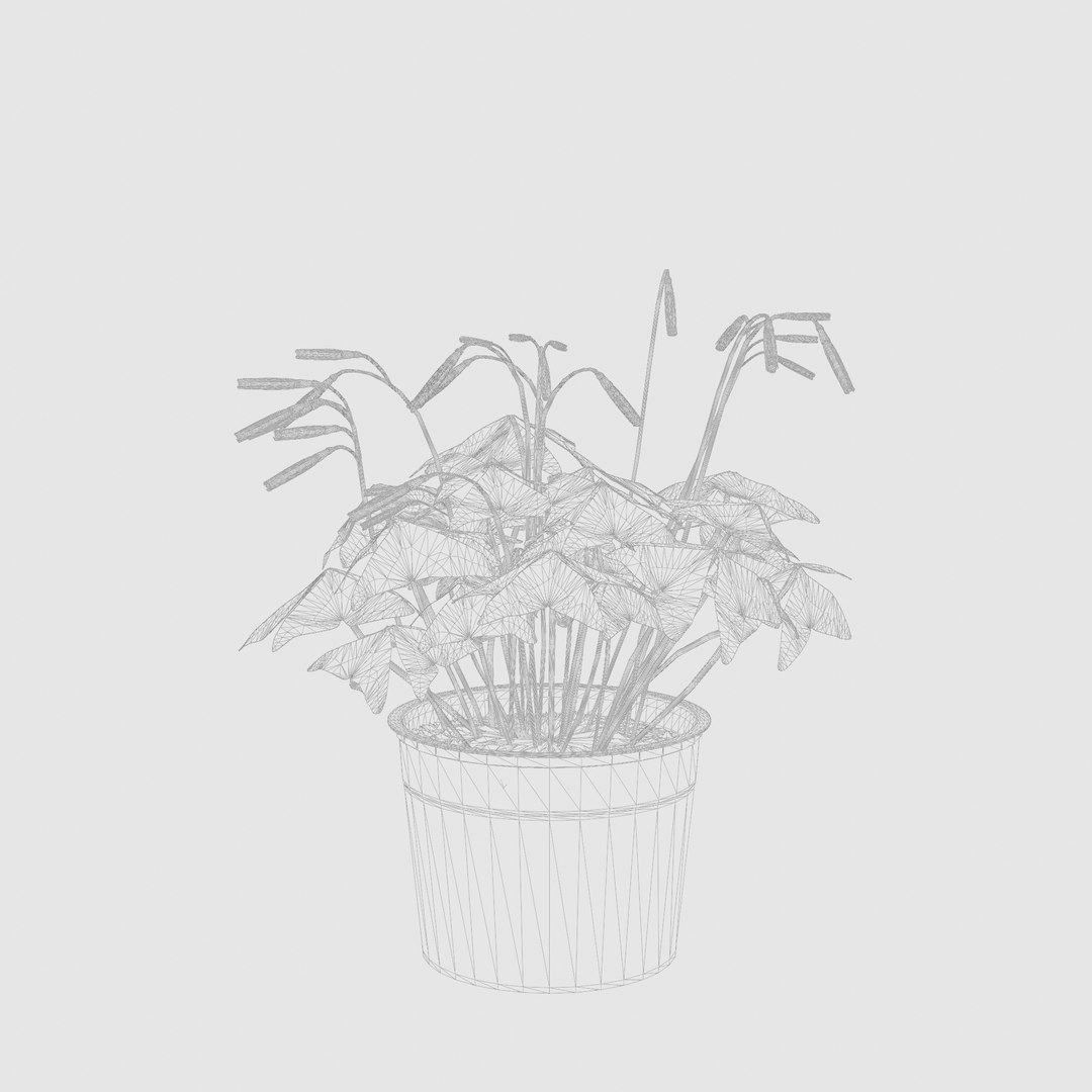 Oxalis Triangularis 3d Model Turbosquid 2252308