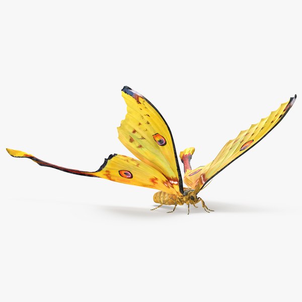 3D model moths set atlas - TurboSquid 1221525