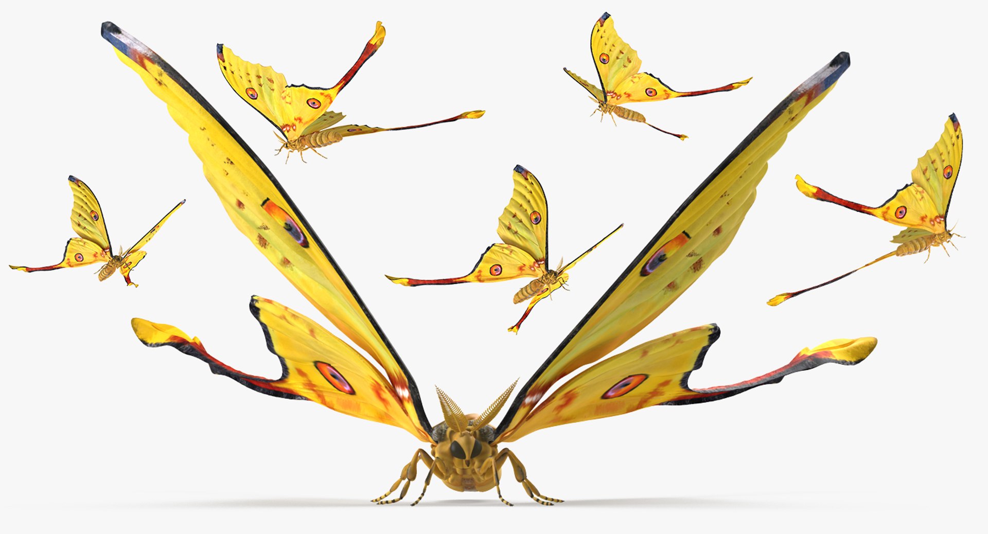3d Madagascan Moon Moth