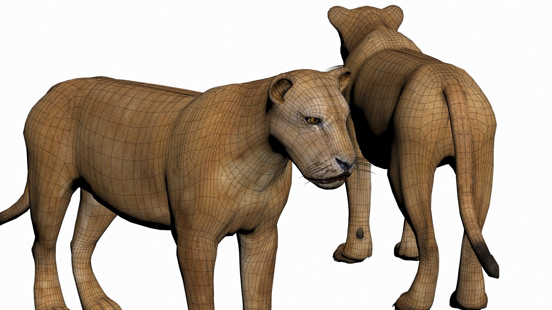 Lioness 3D Model - TurboSquid 1760017
