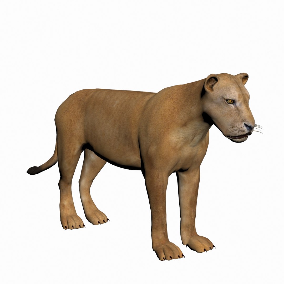 Lioness 3D Model - TurboSquid 1760017