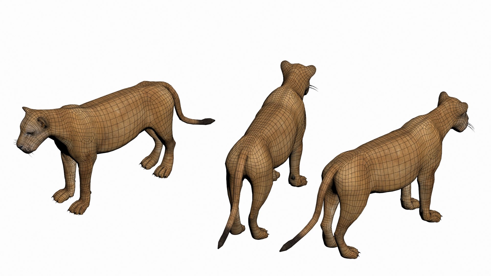Lioness 3D Model - TurboSquid 1760017
