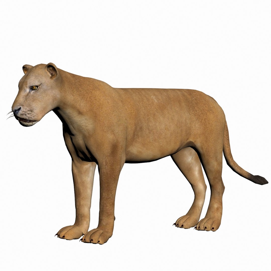 Lioness 3D model - TurboSquid 1760017