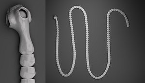 Tapeworm 3D Models for Download | TurboSquid