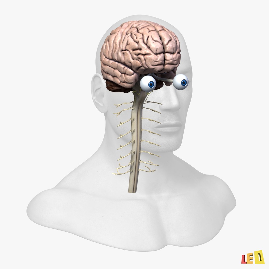 3ds max head anatomy