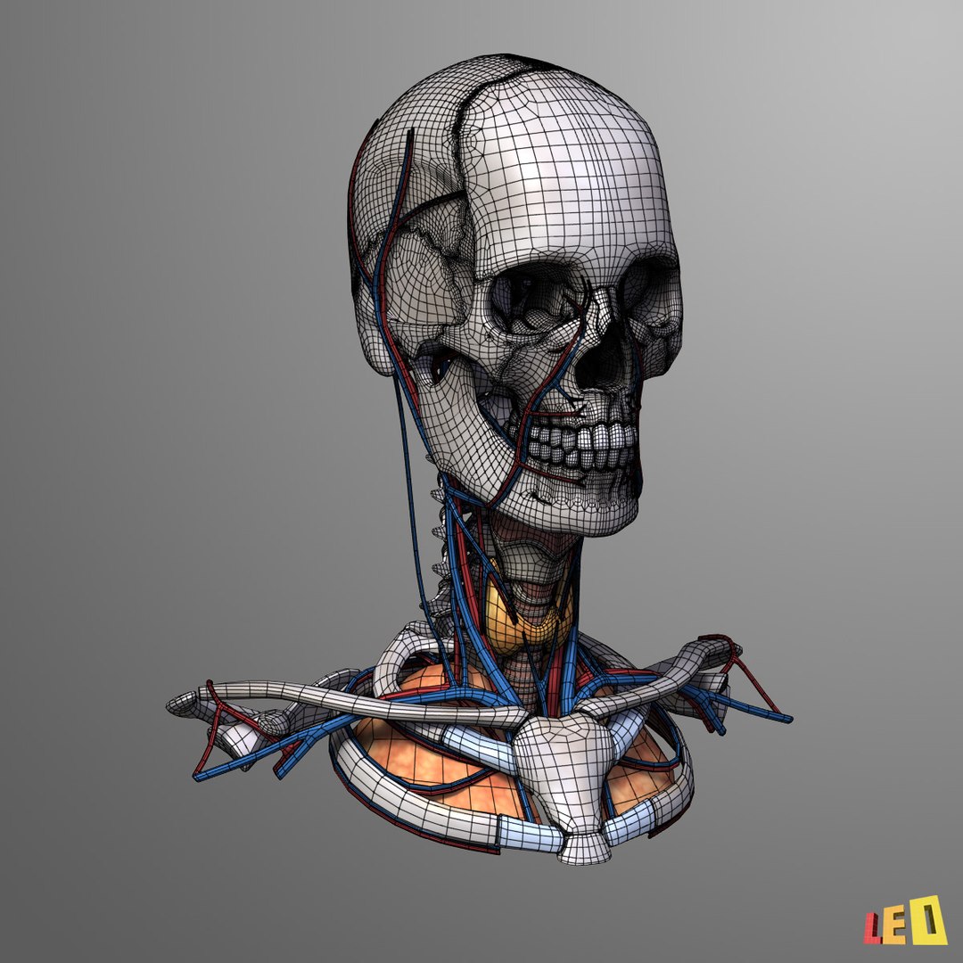 3ds max head anatomy