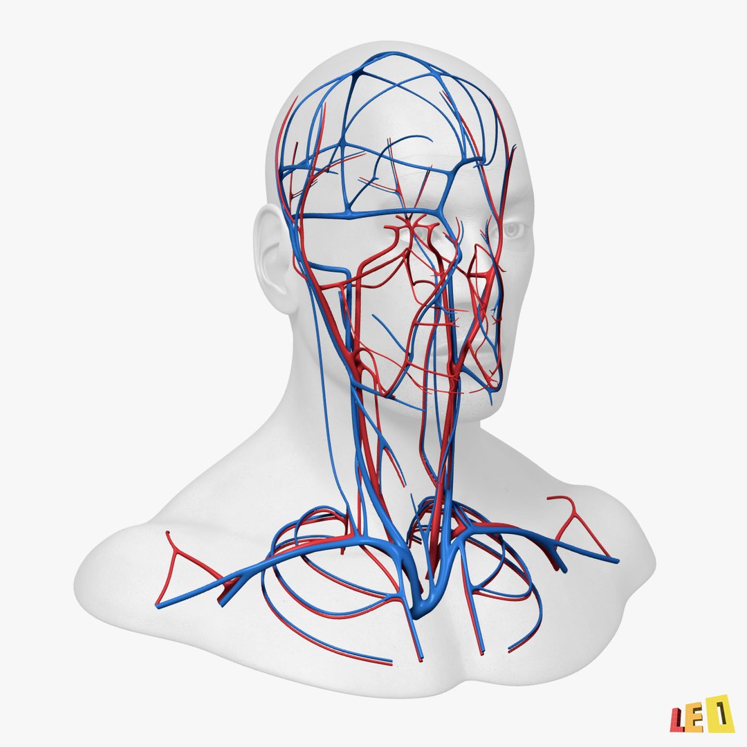 3ds max head anatomy