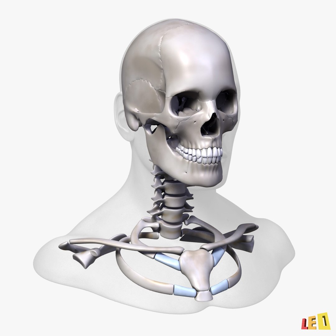 3ds max head anatomy