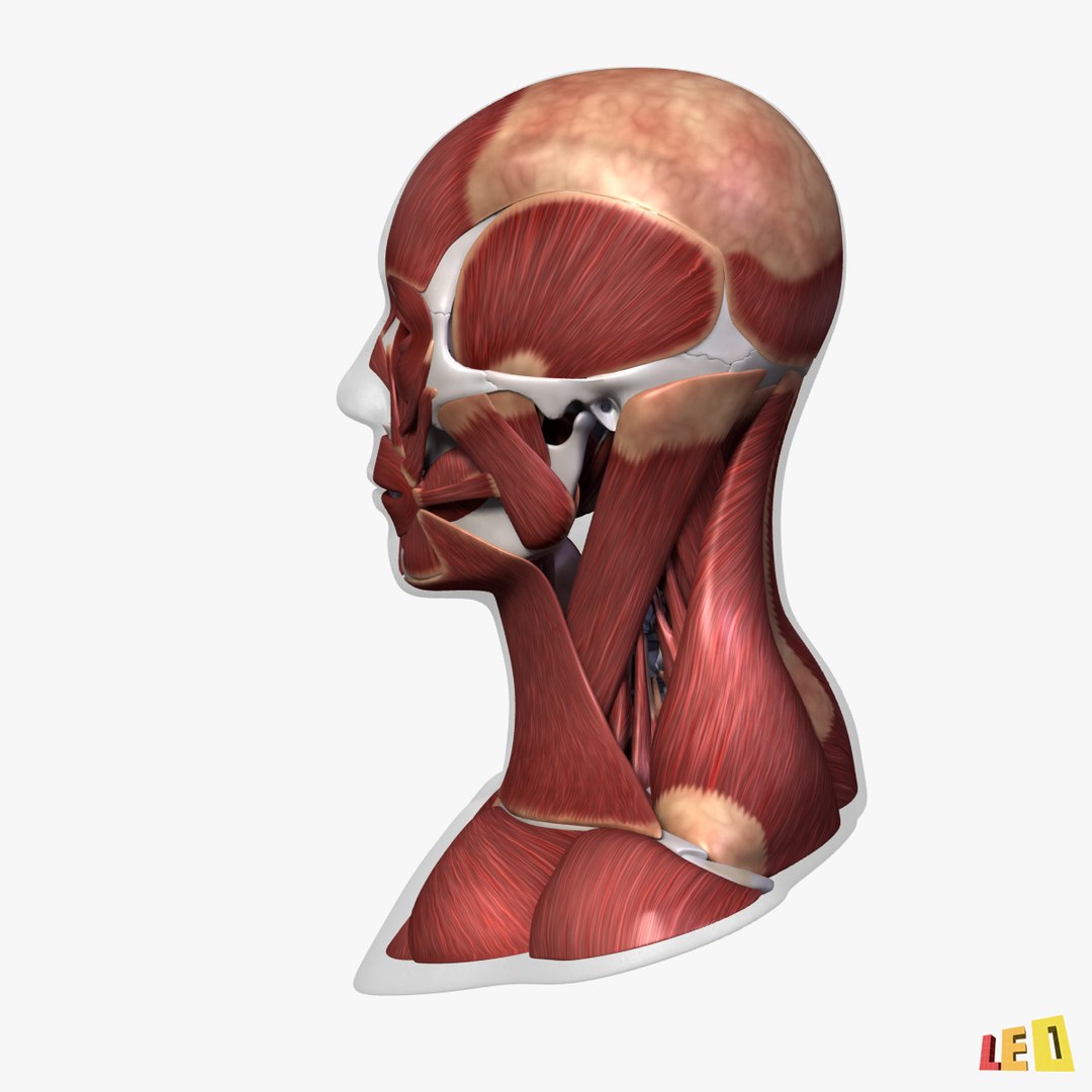 3ds max head anatomy