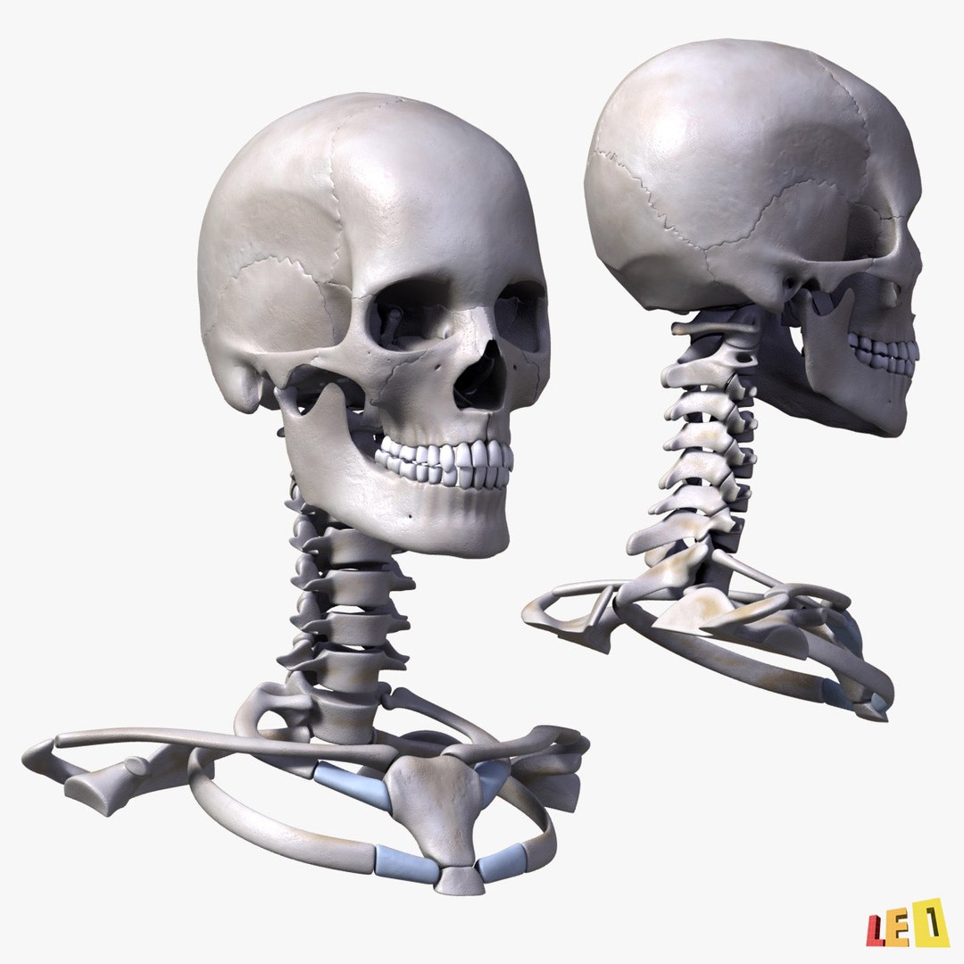 3ds max head anatomy