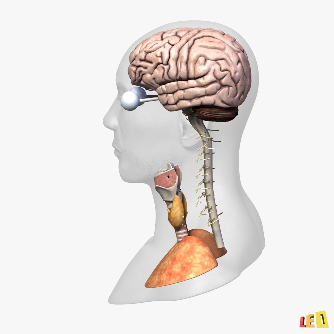 3ds max head anatomy