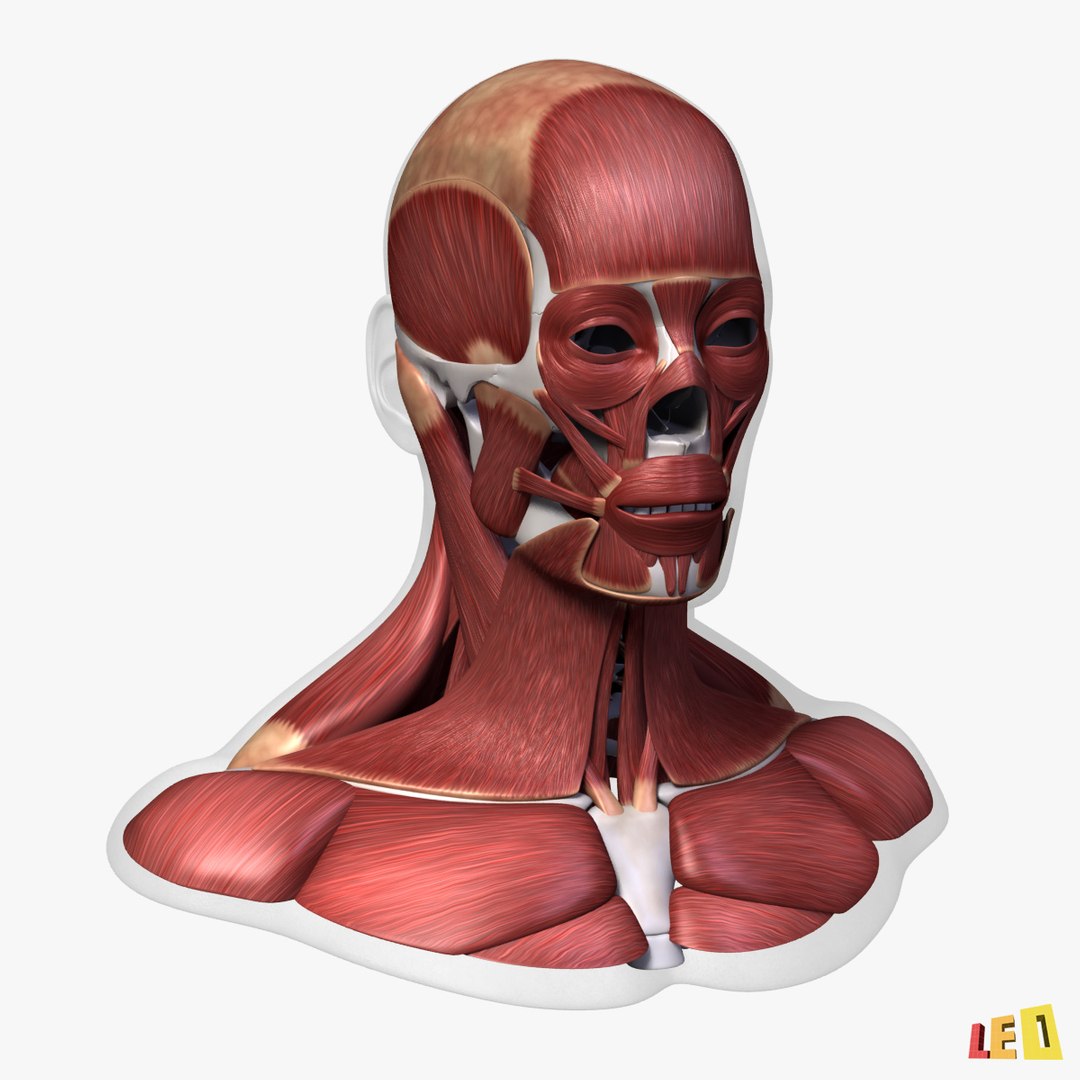 3ds max head anatomy