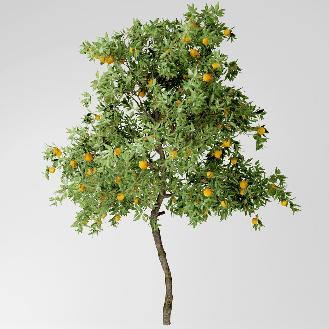 3D Orange Tree Model - TurboSquid 1552824