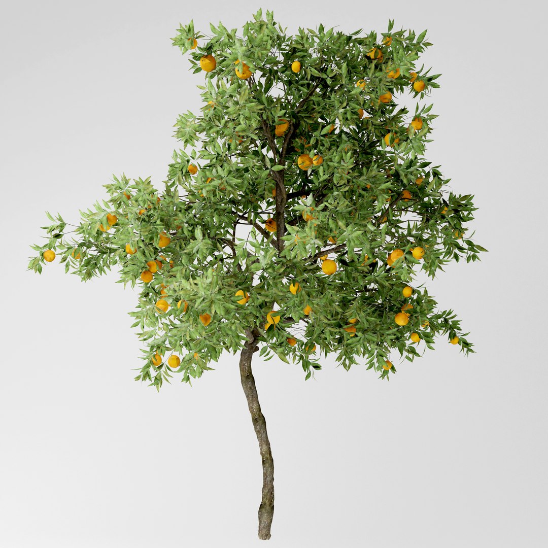 3D Orange Tree Model - TurboSquid 1552824
