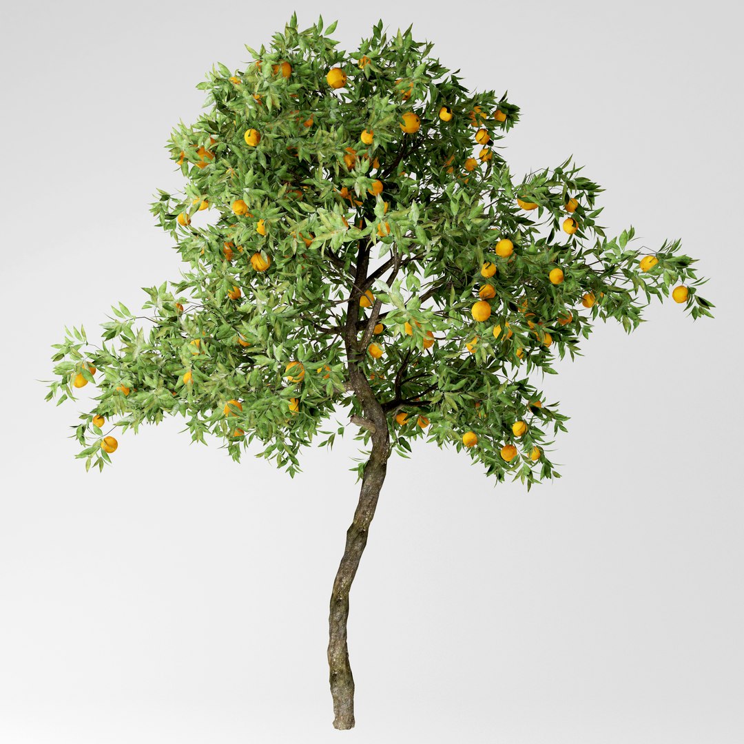 3D Orange Tree Model - TurboSquid 1552824