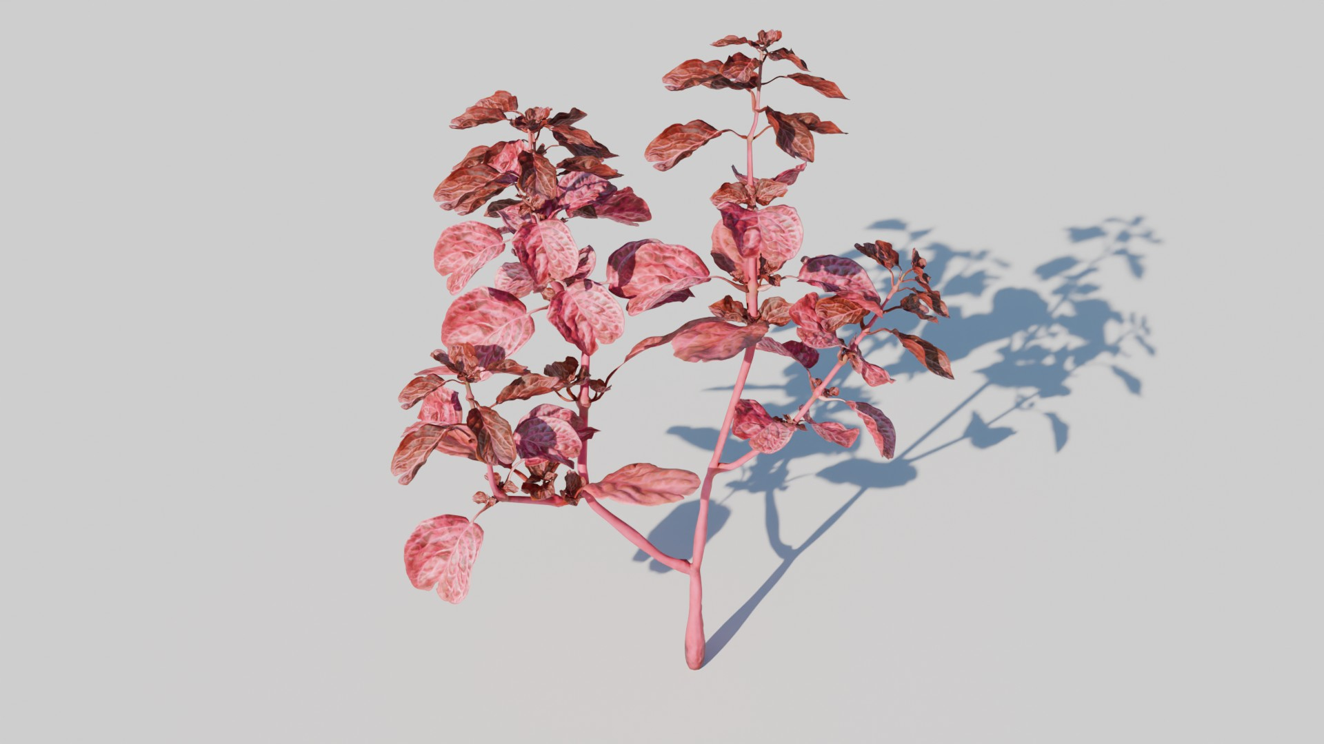 Bloodleaf Or Iresine Herbstii - TurboSquid 2405116