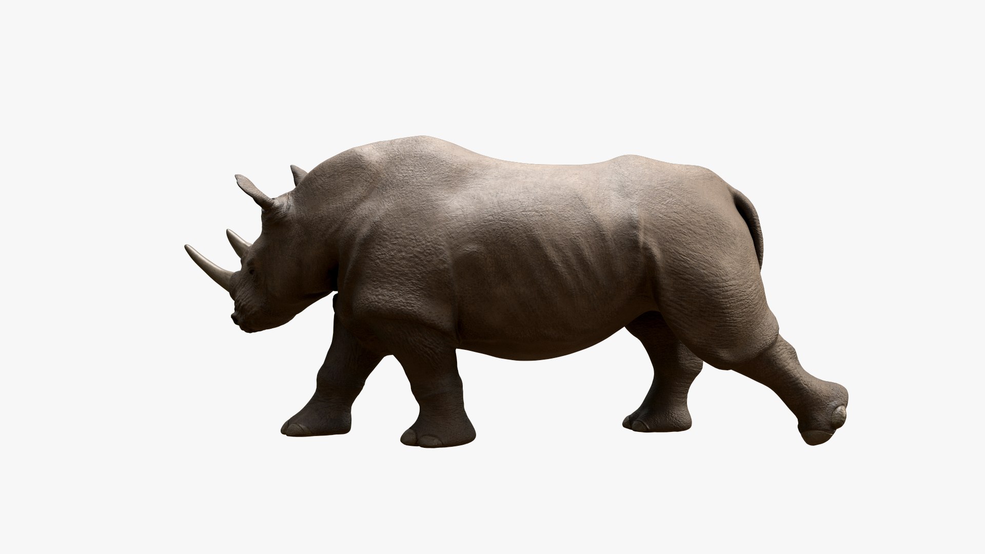 3D Rhino Collection - TurboSquid 1732651