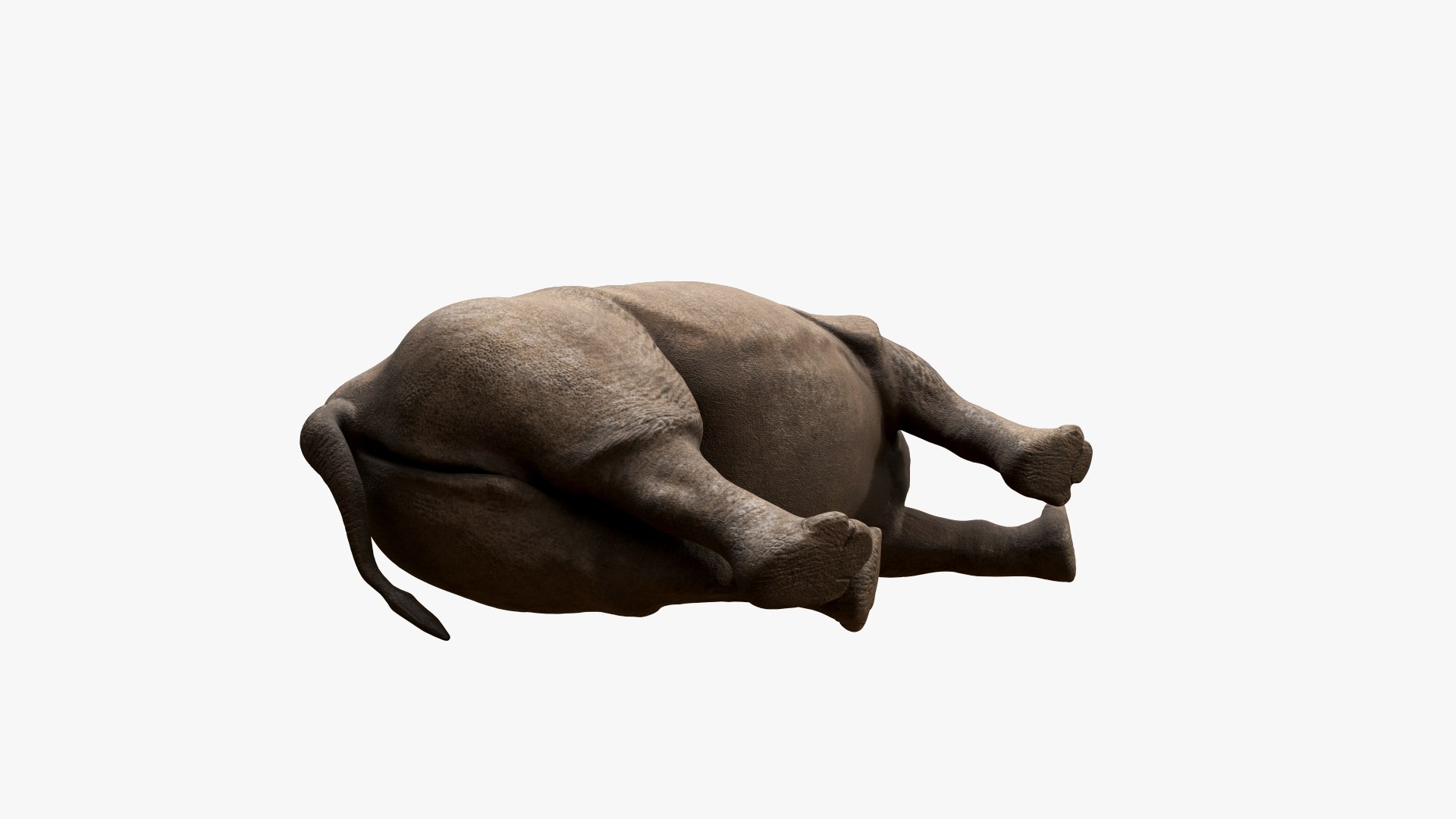 3D Rhino Collection - TurboSquid 1732651