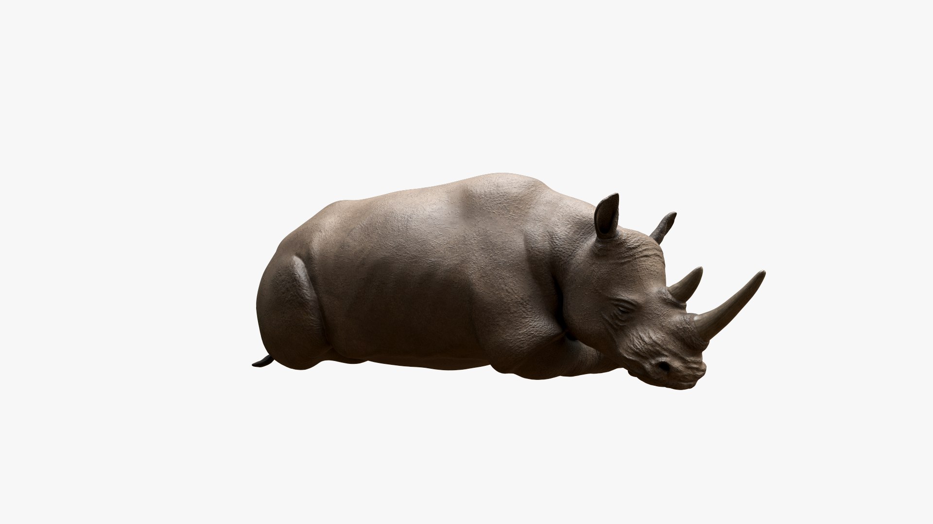 3D Rhino Collection - TurboSquid 1732651