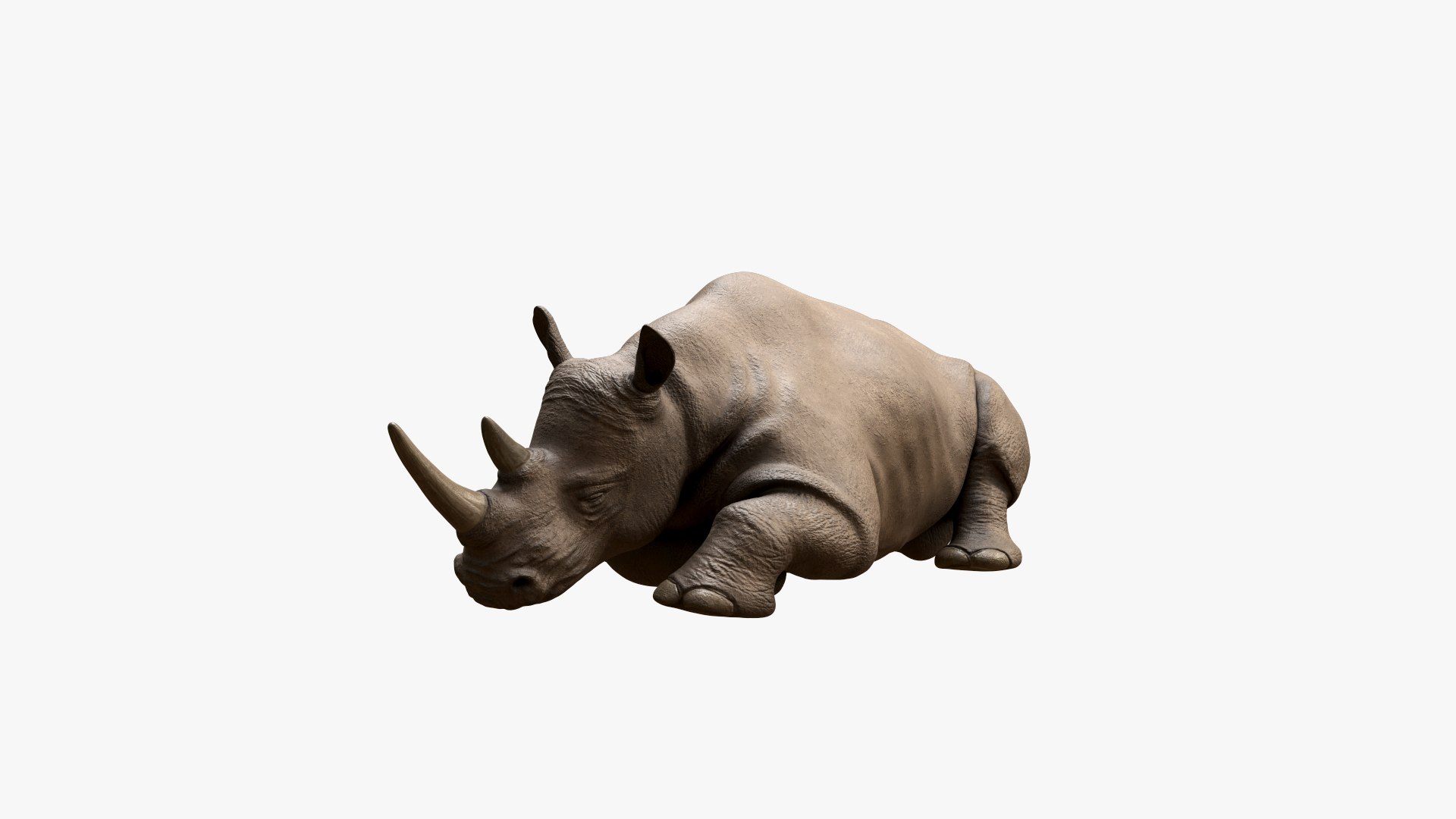 3D Rhino Collection - TurboSquid 1732651