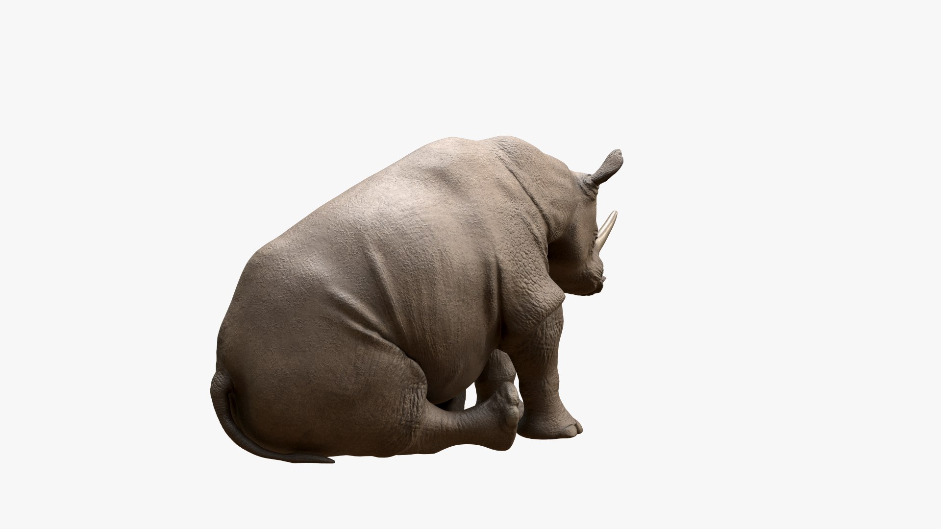 3D Rhino Collection - TurboSquid 1732651