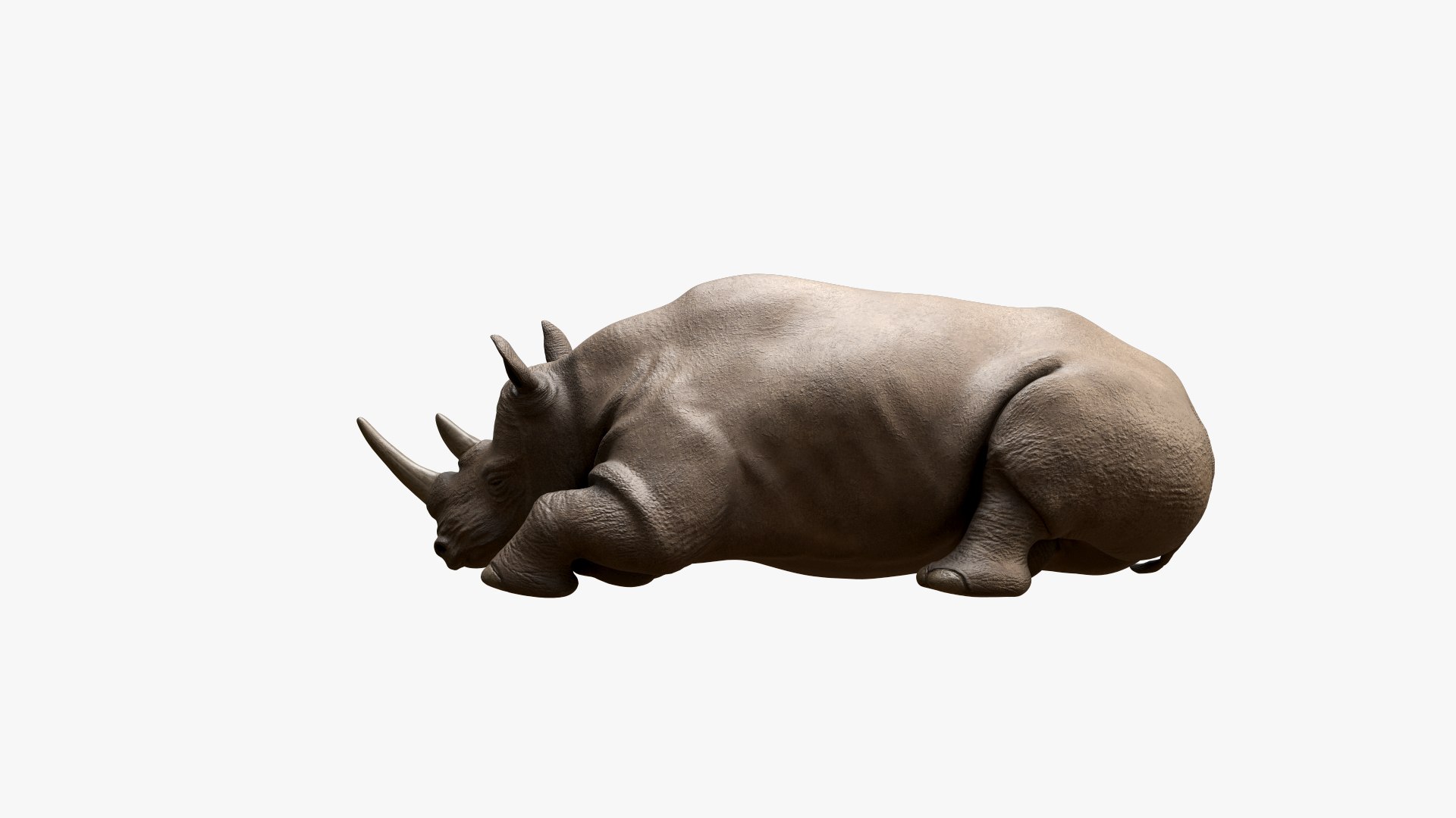3D Rhino Collection - TurboSquid 1732651