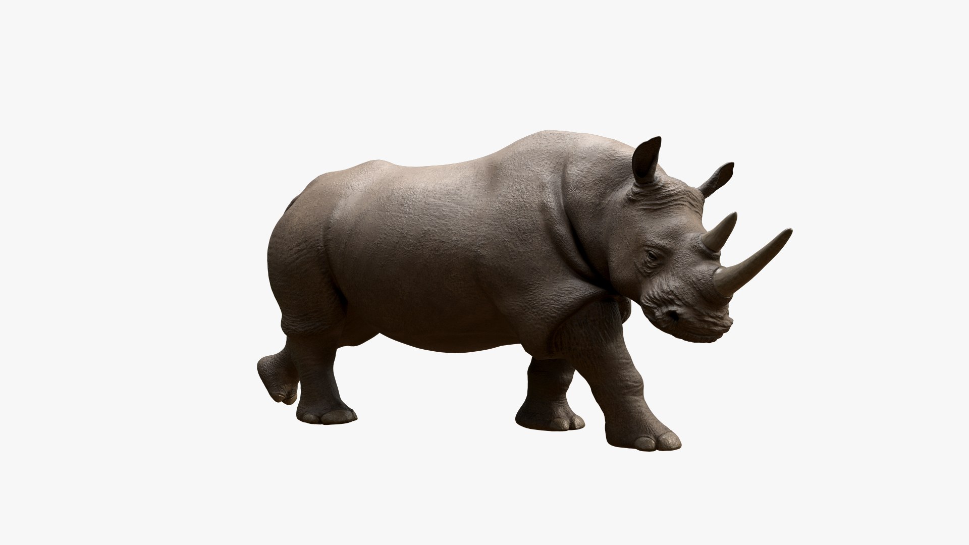 3D Rhino Collection - TurboSquid 1732651
