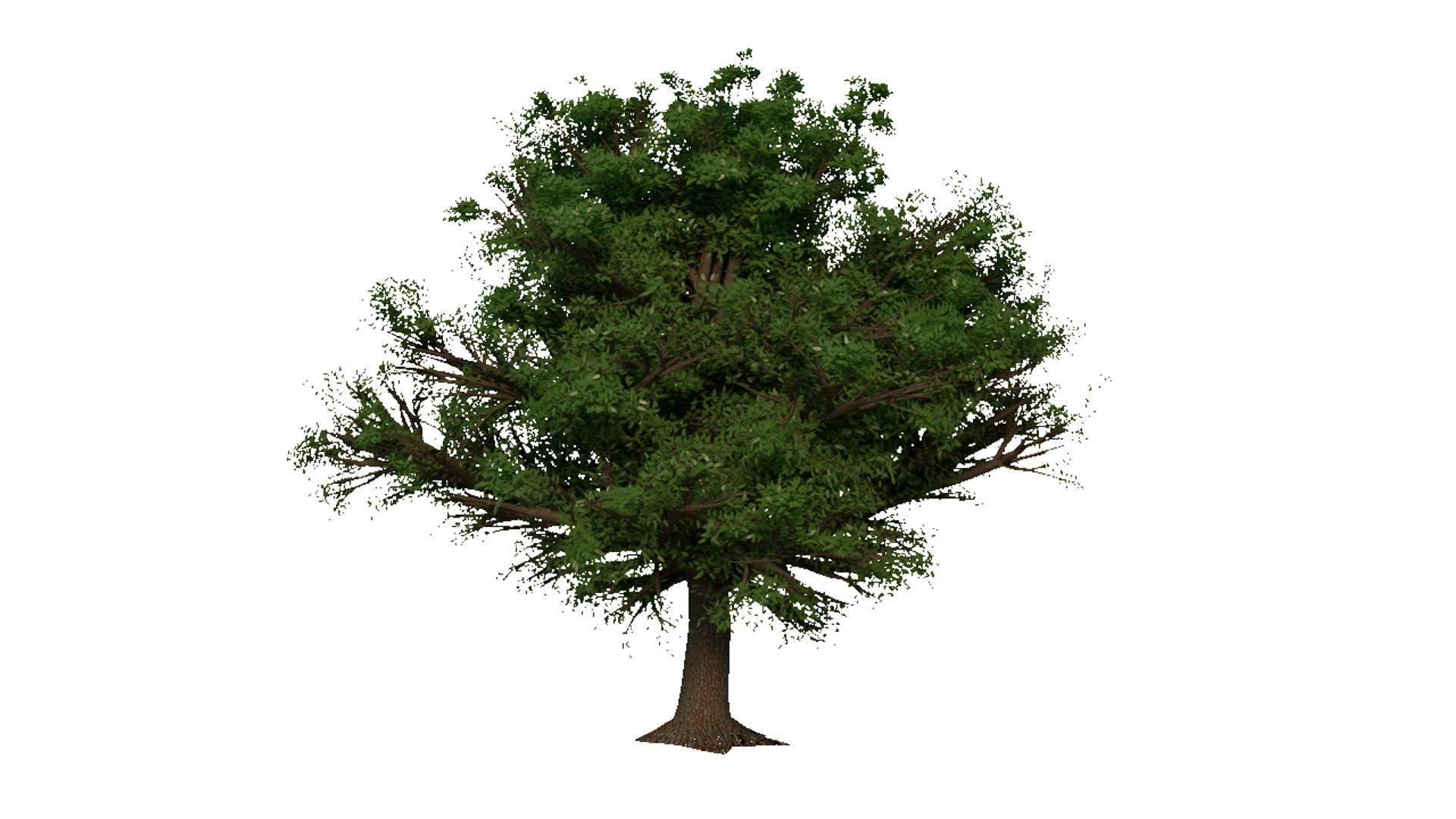 3d Realistic Tree