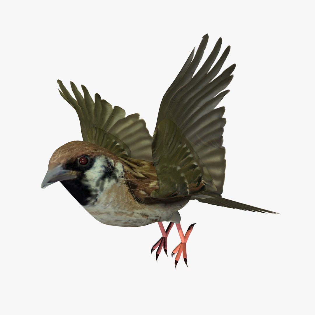 3D Group Sparrows Flying Animation - TurboSquid 1170948