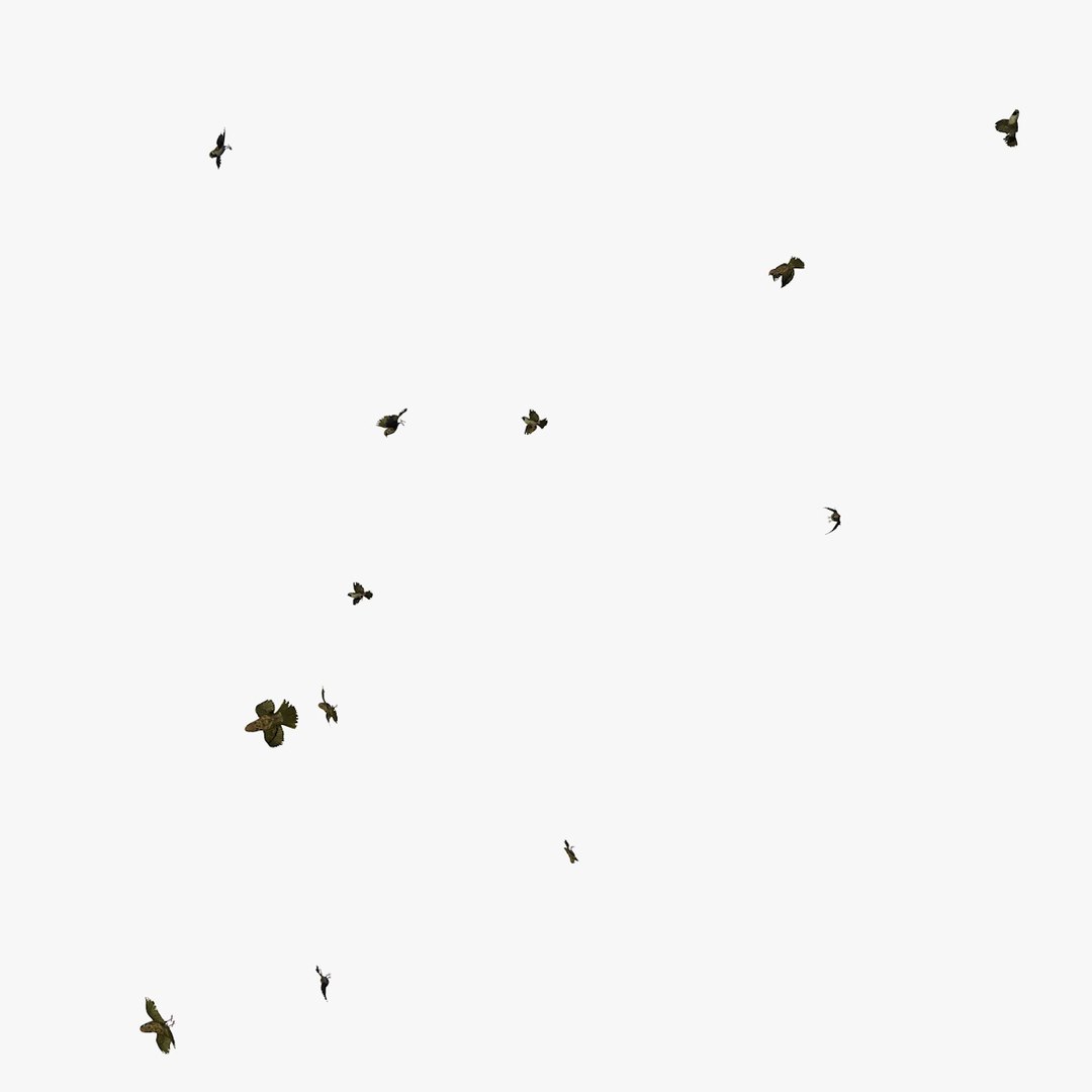 3D Group Sparrows Flying Animation - TurboSquid 1170948