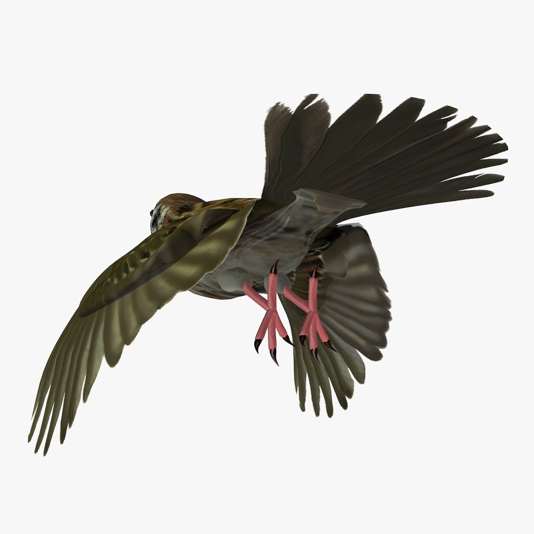 3D Group Sparrows Flying Animation - TurboSquid 1170948