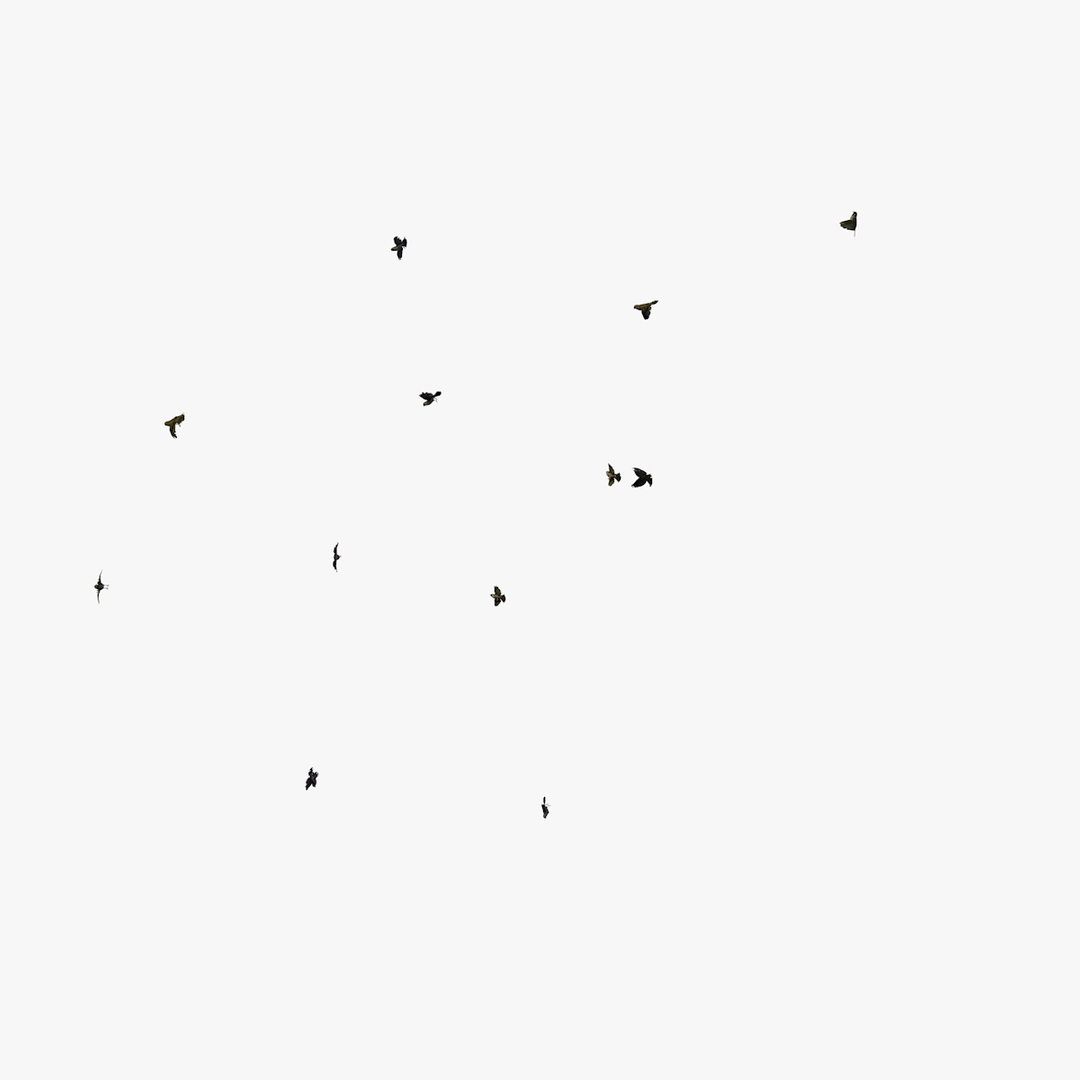 3D Group Sparrows Flying Animation - TurboSquid 1170948