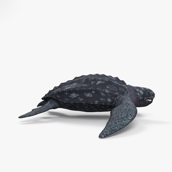 modelo 3d Tortuga marina Baula HD - TurboSquid 1361143