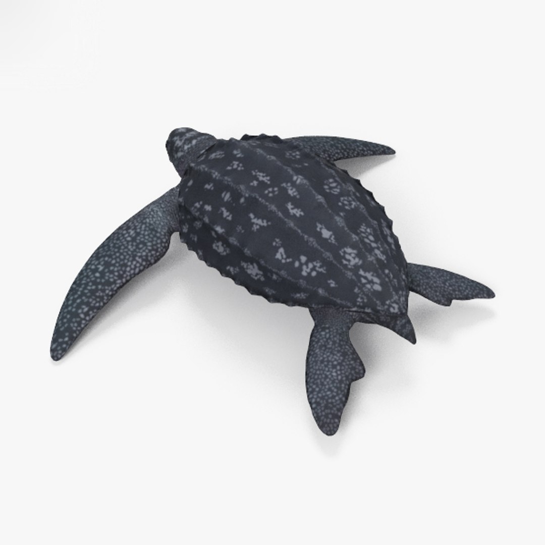 modelo 3d Tortuga marina Baula HD - TurboSquid 1361143