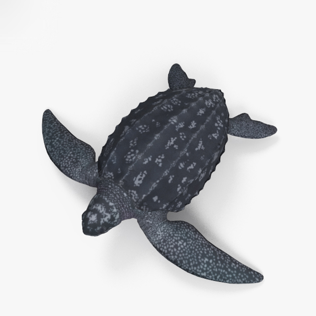 modelo 3d Tortuga marina Baula HD - TurboSquid 1361143