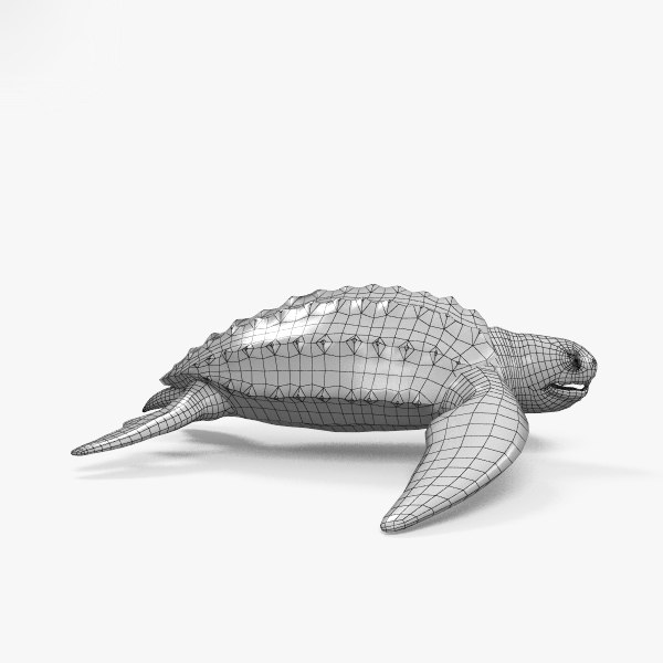 modelo 3d Tortuga marina Baula HD - TurboSquid 1361143