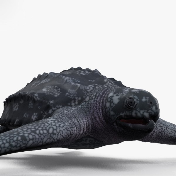 modelo 3d Tortuga marina Baula HD - TurboSquid 1361143
