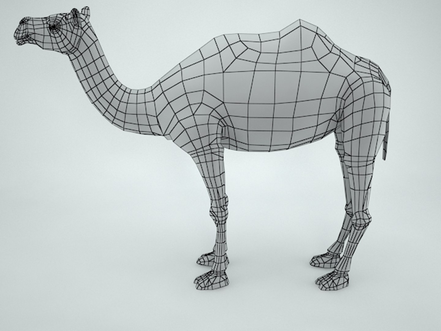 Camel 3d Model