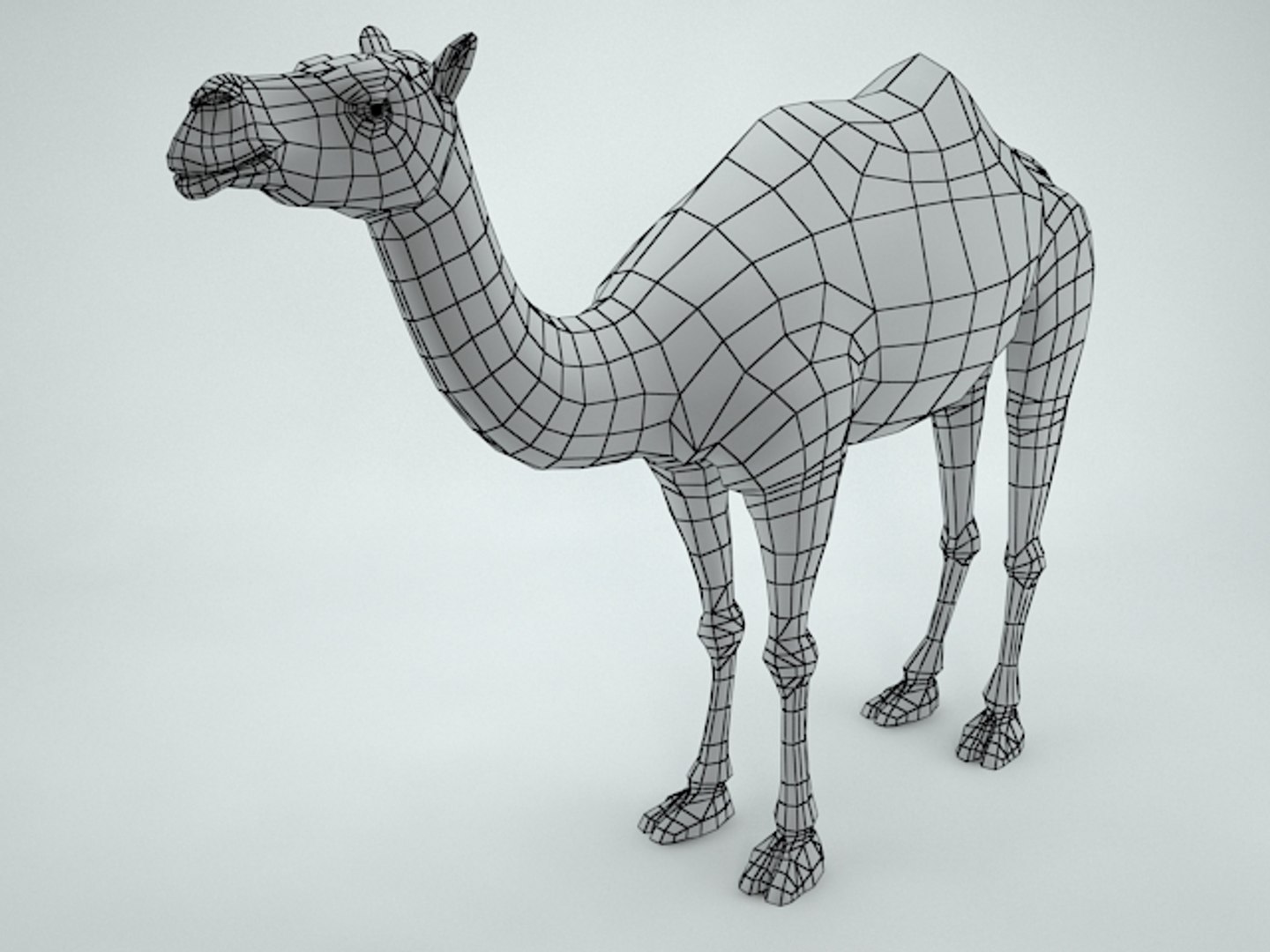 Camel 3d Model