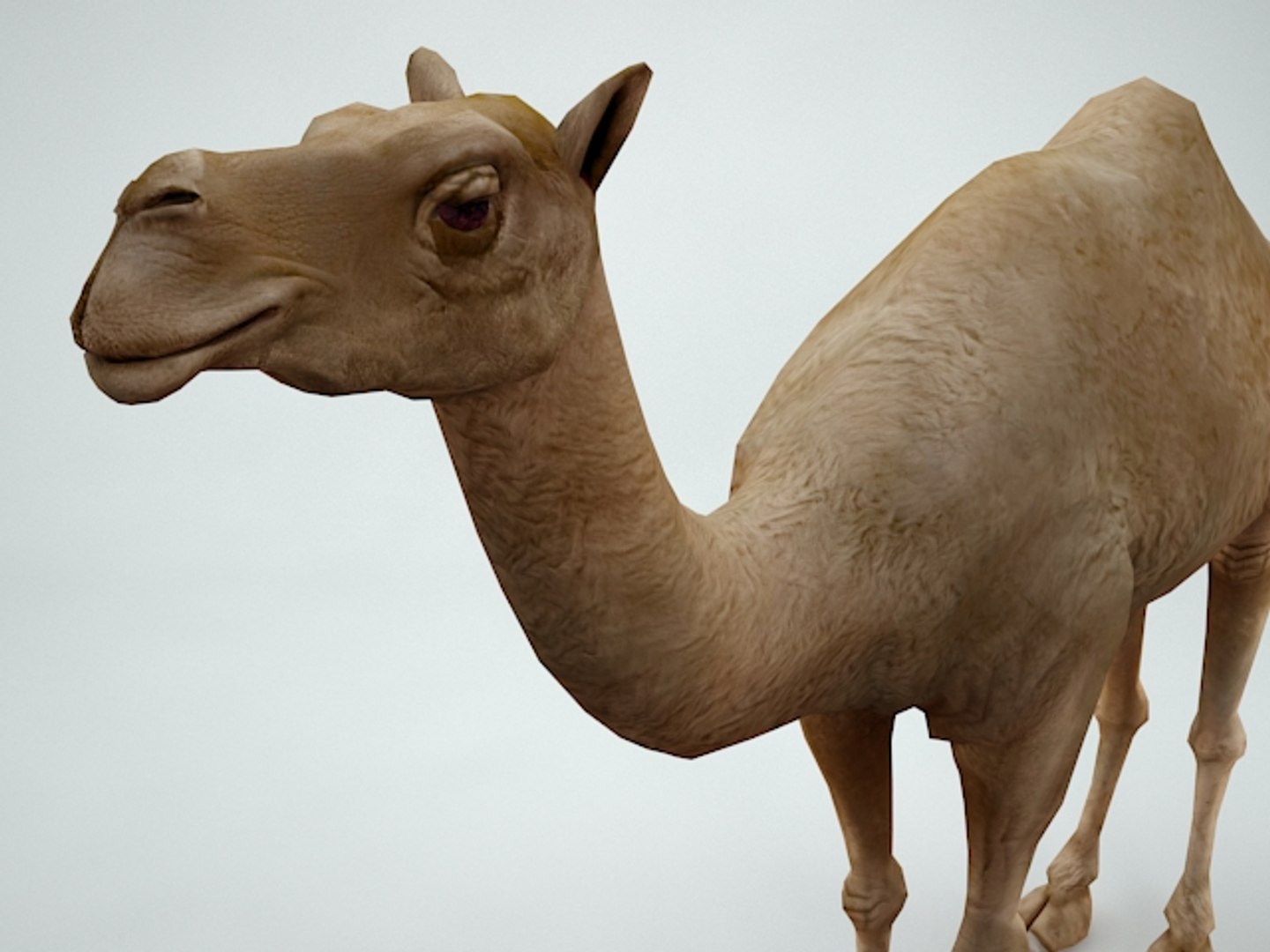 Camel 3d Model