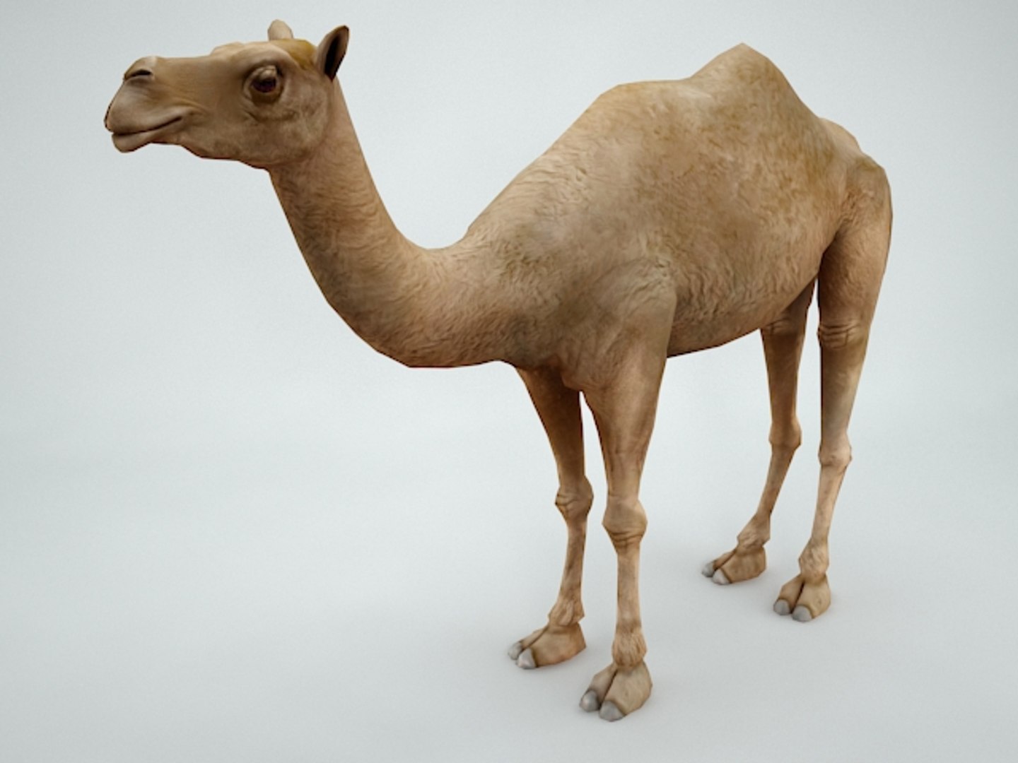 Camel 3d Model