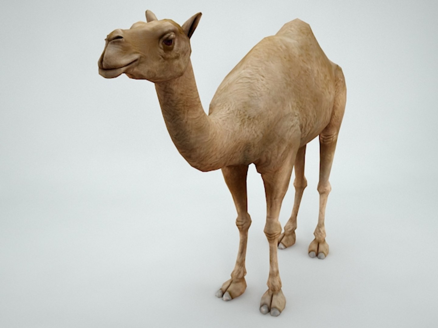 Camel 3d Model