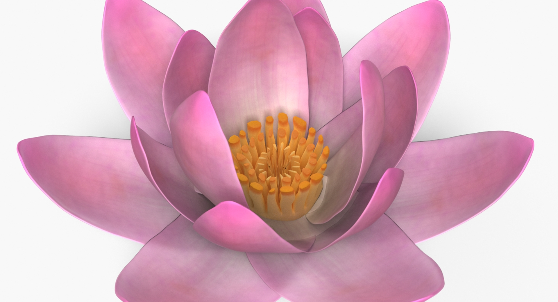 free max model flower