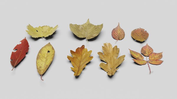 Oak Leaves 3D Models for Download | TurboSquid