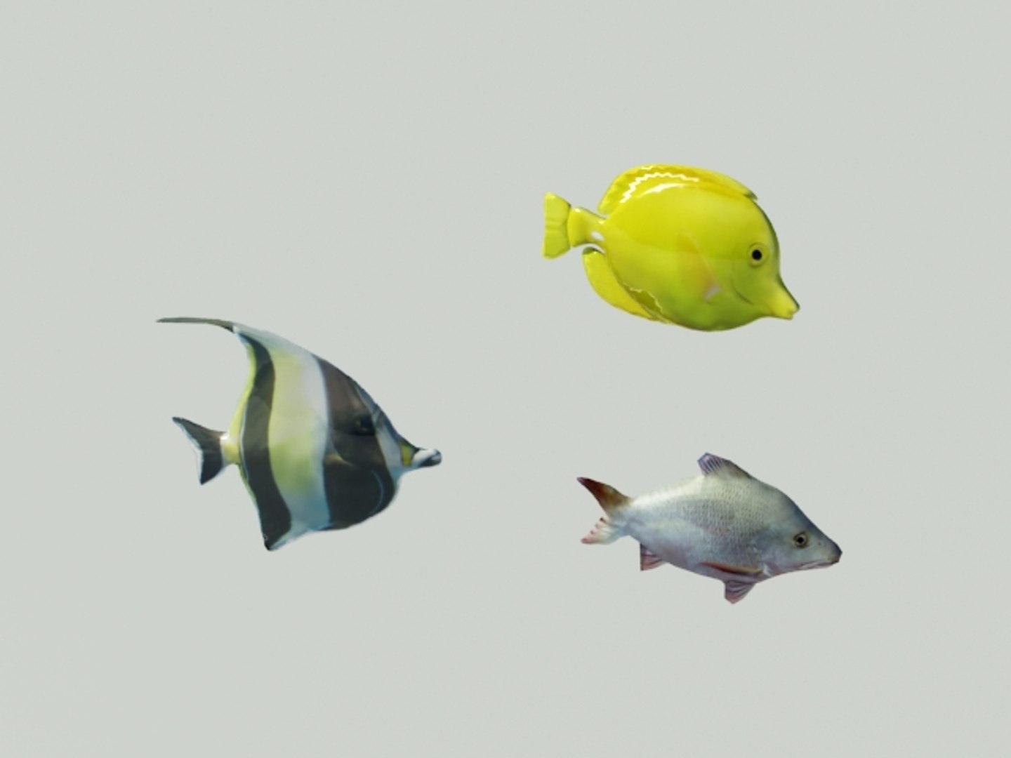3d Model Aquarium Tropical Fish