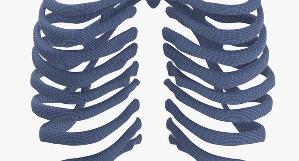 Human rib thoracic cage anatomy 3D model - TurboSquid 1607906