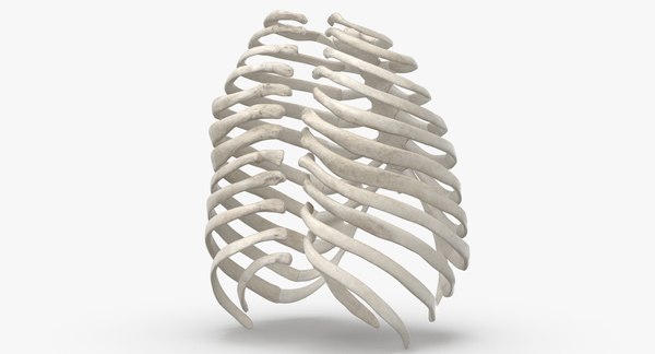Human rib thoracic cage anatomy 3D model - TurboSquid 1607906