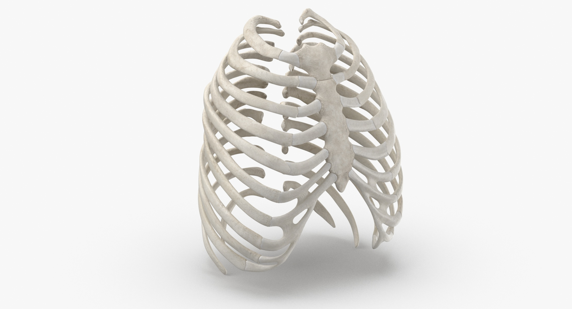 Human Rib Thoracic Cage Anatomy 3D Model - TurboSquid 1607906