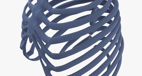 Human rib thoracic cage anatomy 3D model - TurboSquid 1607906