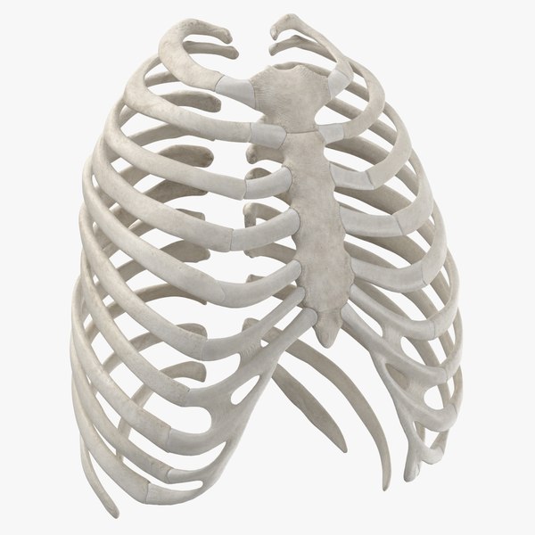 Free 3D Rib-Cage Models | TurboSquid